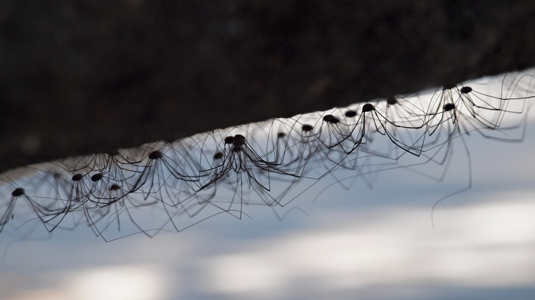 What to do if you see a cluster of daddy long leg spiders around your ...