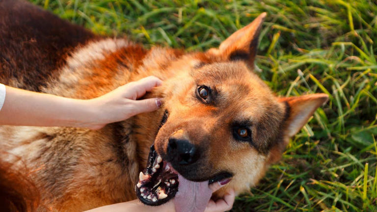 German shepherd 'invents' new toy and proves just how smart the breed is