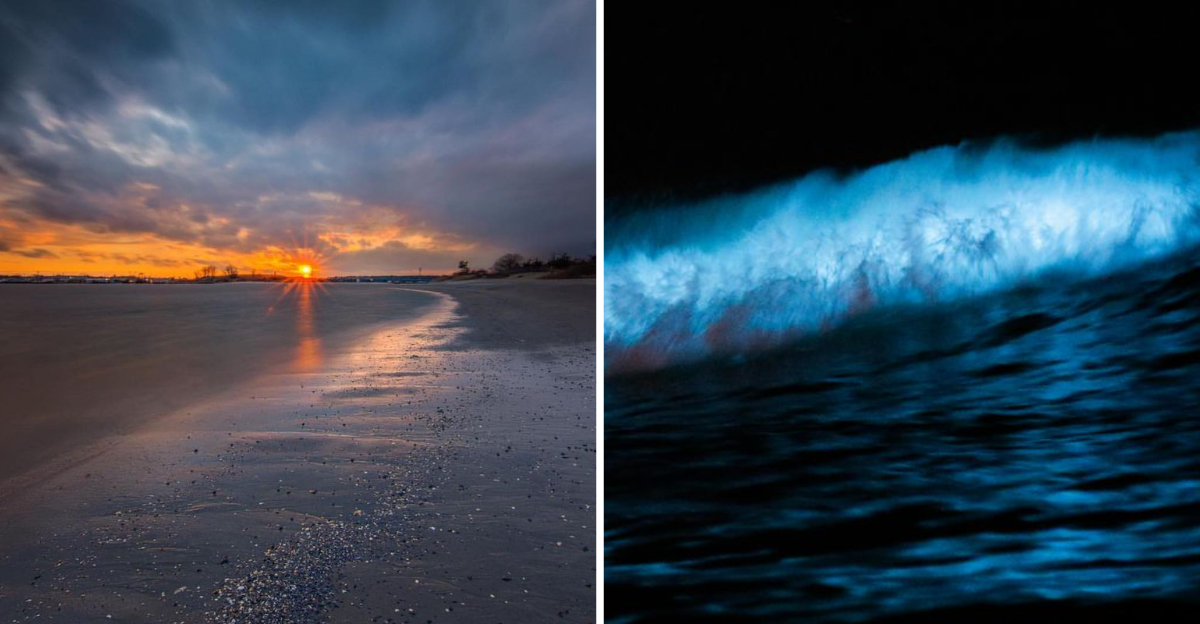 The bioluminescent beach in New Jersey lights up the shore with ...