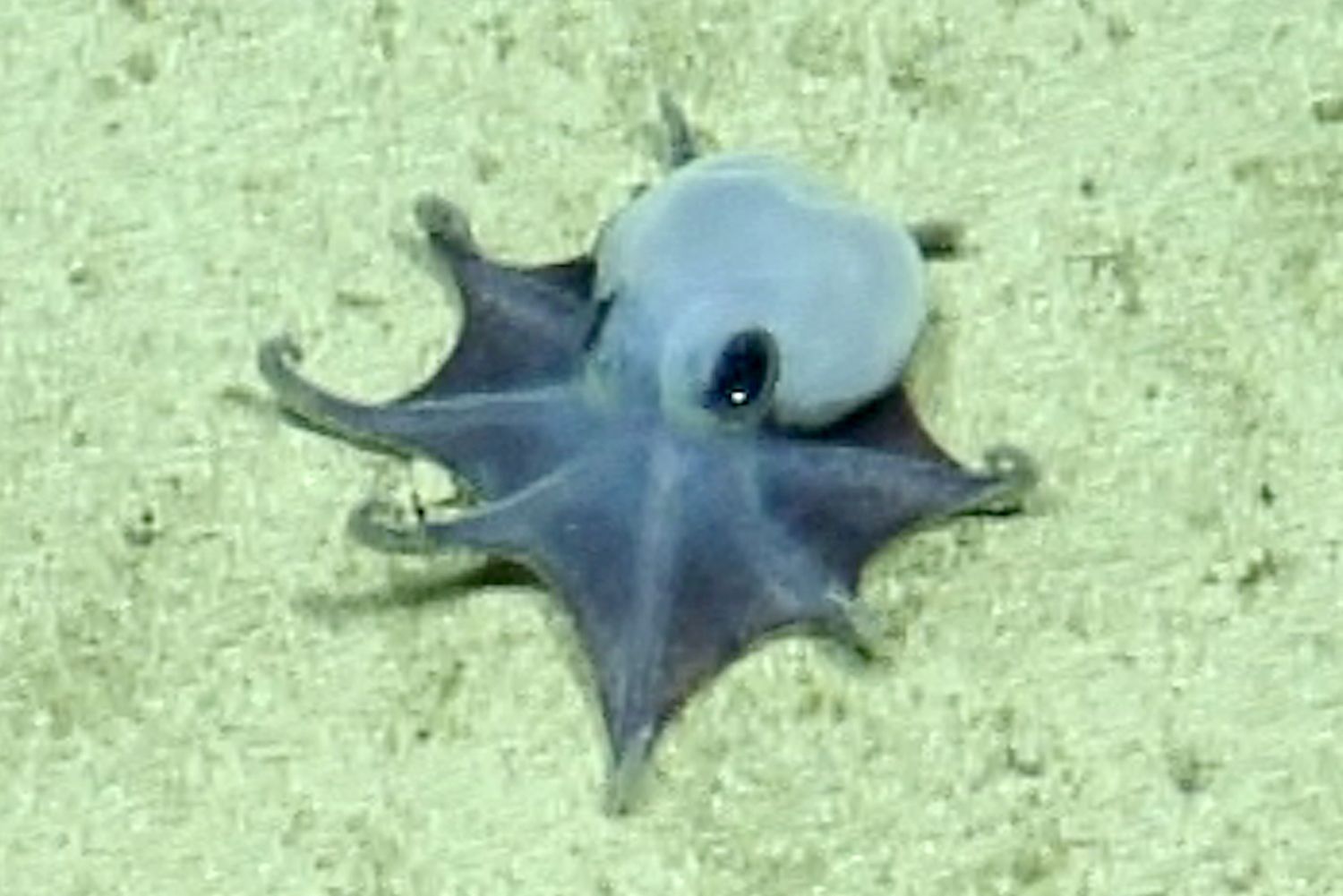 Tiny blue octopus 'the size of a golf ball' discovered near the ...