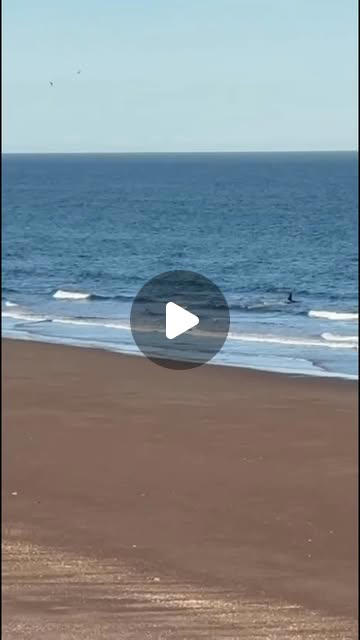 Ultra-rare close encounter between orca and canoeist as beast mistakes ...