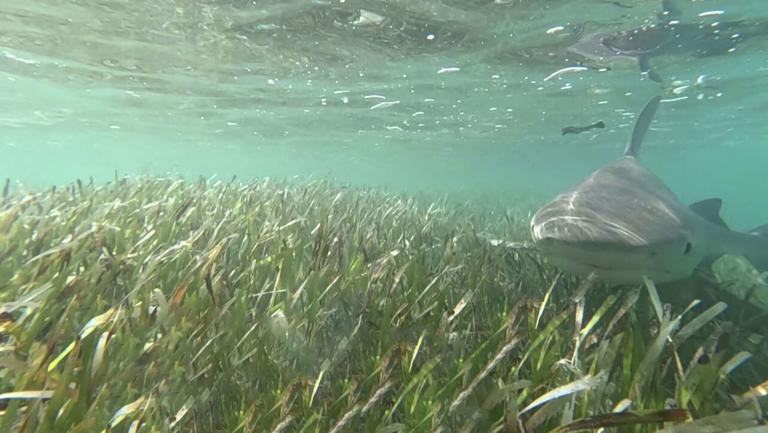 17-year-old boater bitten by shark aboard vessel near Galveston on ...