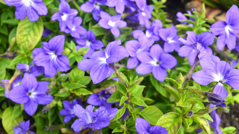 Skip hostas: There's another shade plant that adds color & beauty to ...