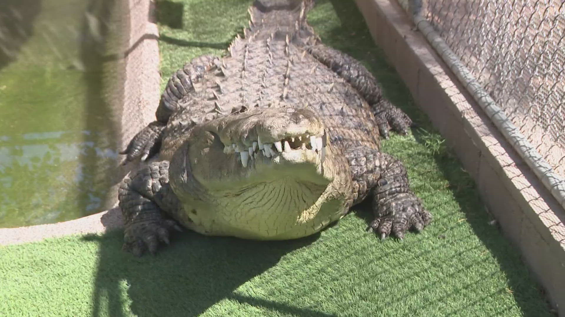 Valley sanctuary gives exotic pets a second chance
