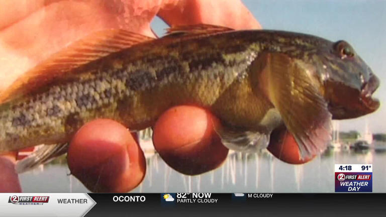 DNR seeks emergency rule to remove round goby limit in Lake Winnebago