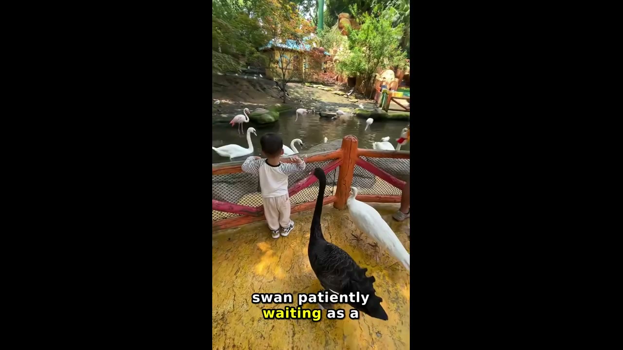 Persistent black swan waits patiently for food
