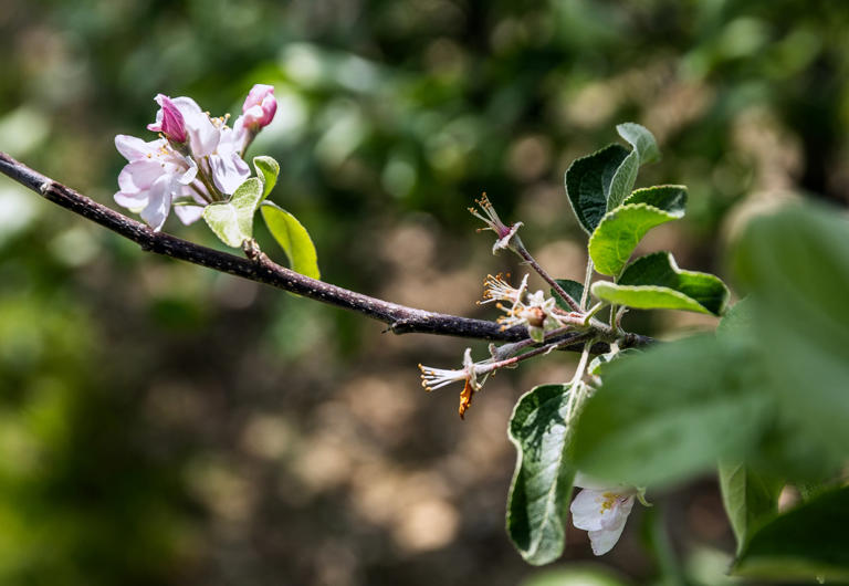 USDA declares disaster in Pa.’s ‘Fruit Belt’ from April freeze