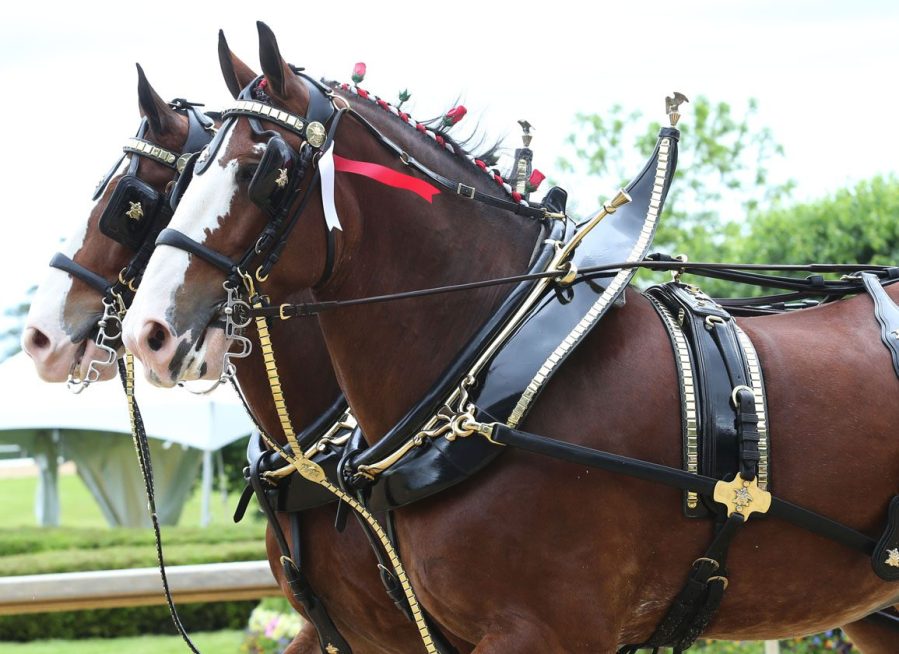 Gentle giants: Budweiser Clydesdales at Grayson Stadium