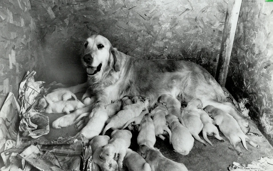 Golden retriever’s black puppies spark viral fascination