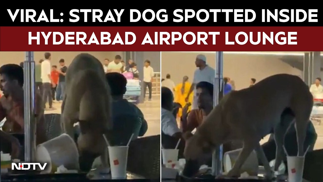 Watch viral video | Viral video shows stray dog inside Hyderabad ...