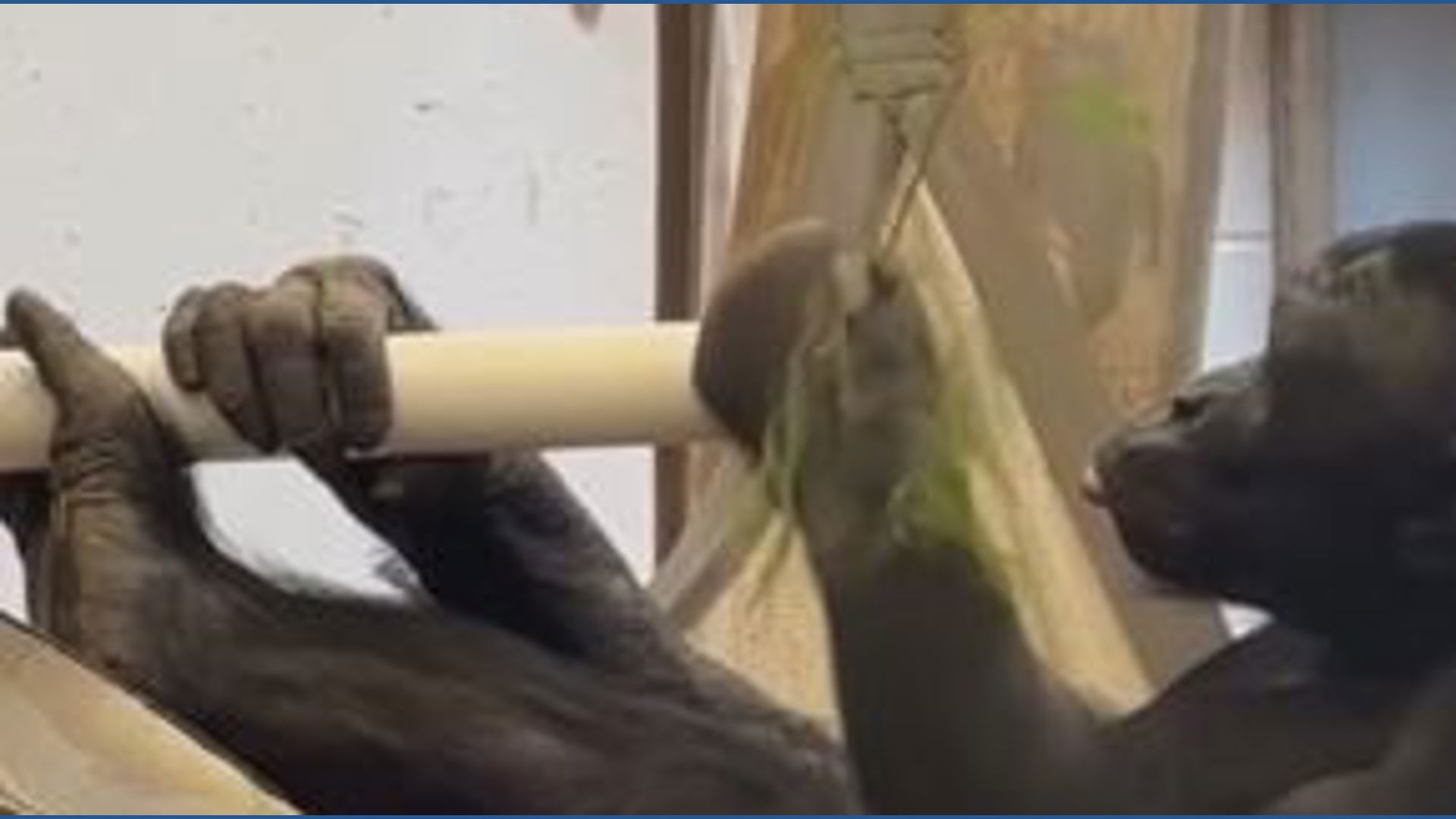 Bonobo Mobali uses stick to get treats from PVC pipe at Memphis Zoo