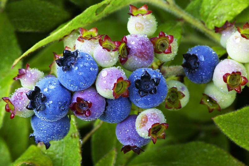 15 types of blueberries and how they differ