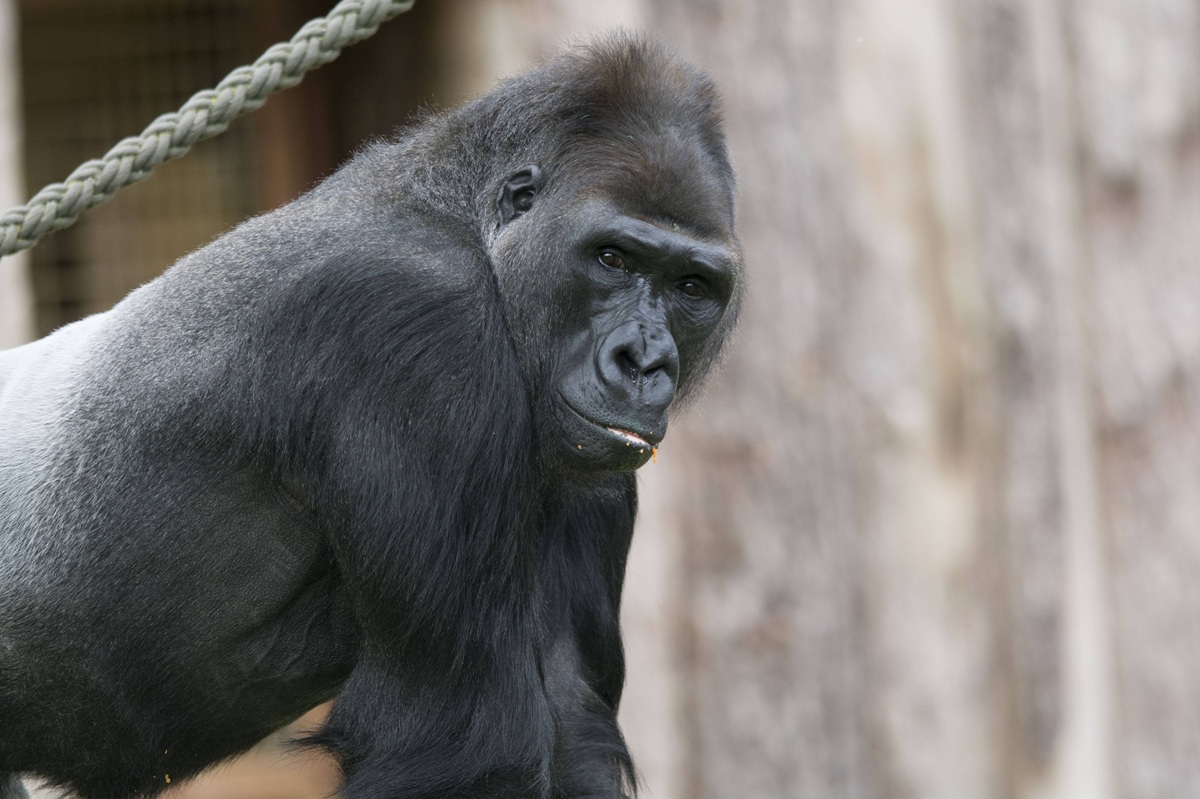 Abschied in NRW-Zoo: Beliebter Gorilla ist bereits weg