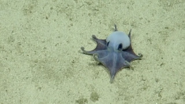 Tiny blue octopus discovered 5,800 feet below the Galapagos leaves ...
