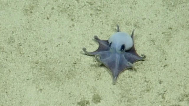 Tiny blue octopus discovered 5,800 feet below the Galapagos leaves ...
