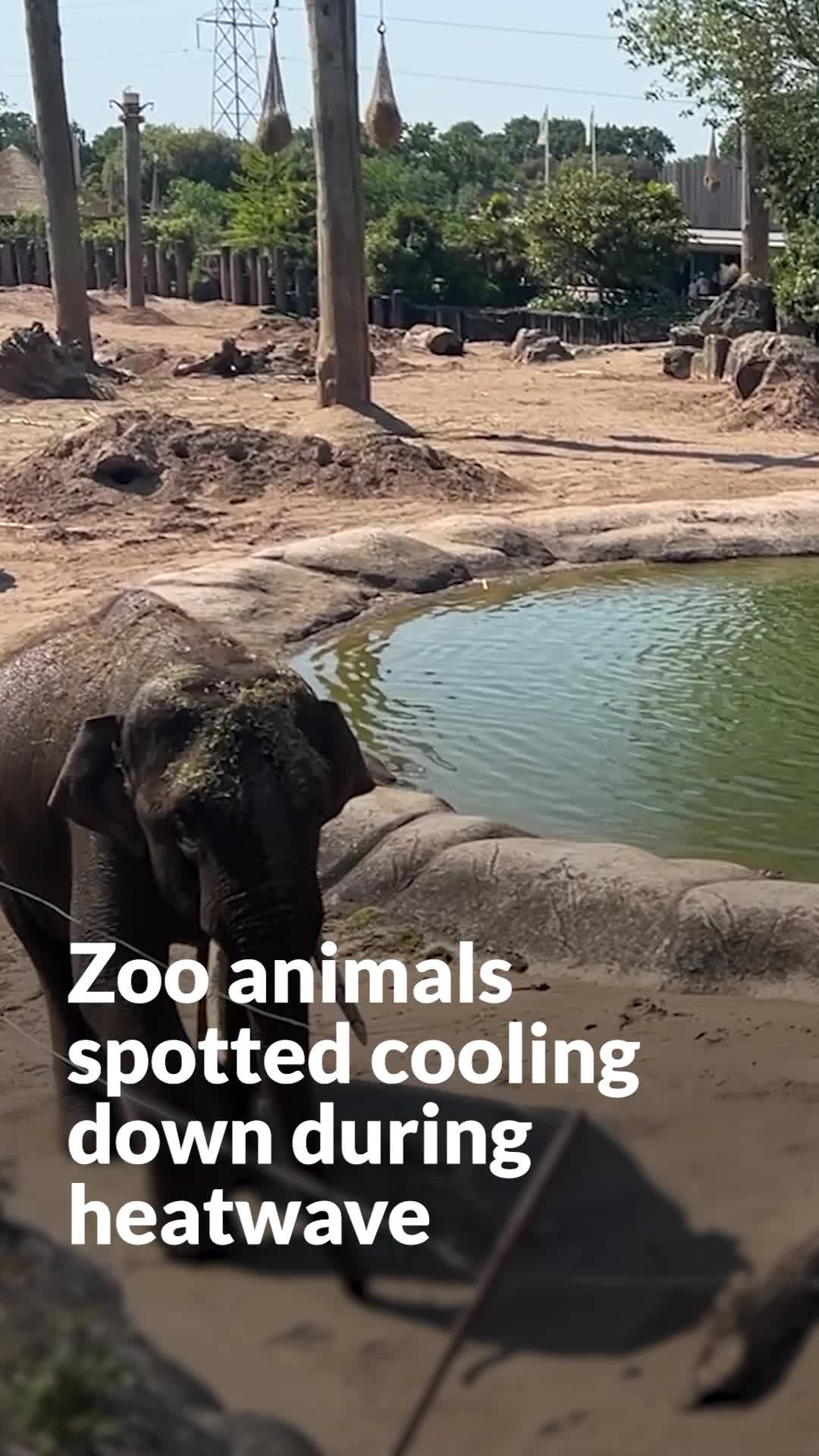 Zoo animals spotted cooling down during heatwave