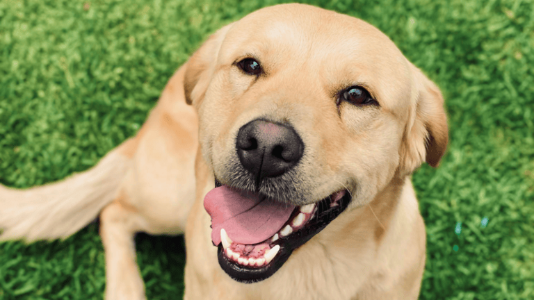 50 original dog names that veterinarians love to hear