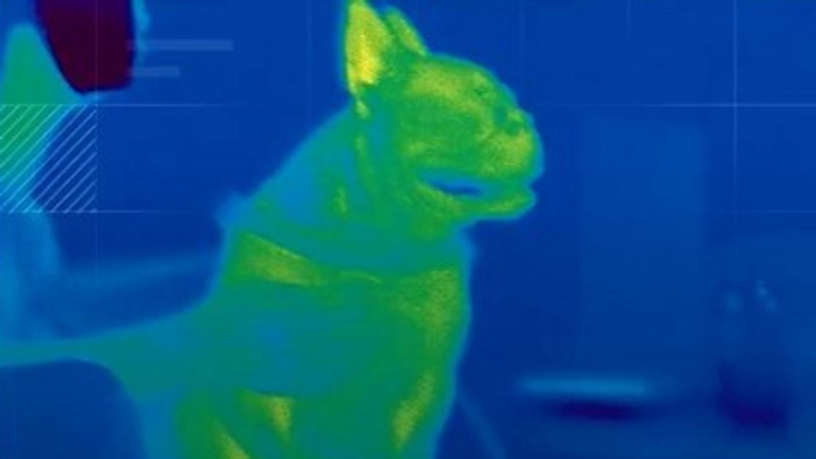 Thermal camera shows how you can keep your home cool