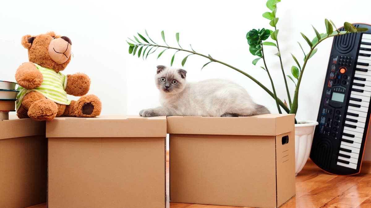 Upcycled enrichment: Make a custom cat scratcher out of trash