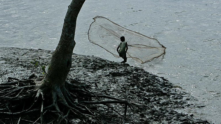 Sierra Leone : la disparition des mangroves menace les ostréiculteurs