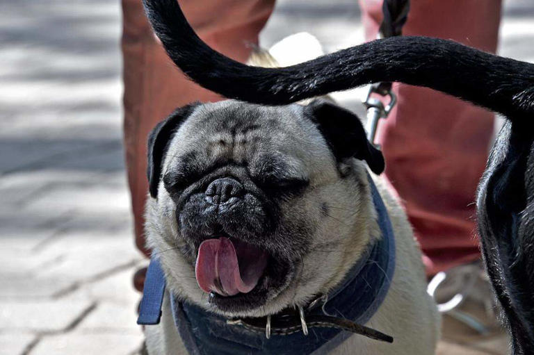 South Florida dogs are getting high from THC exposure