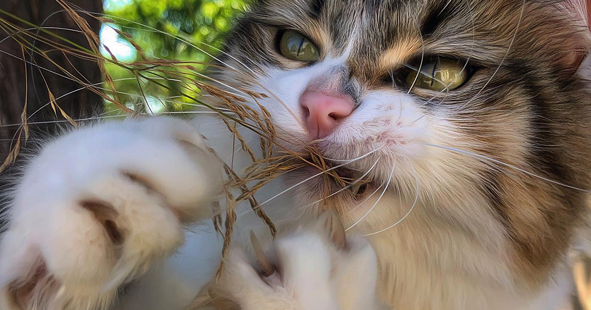 30 adorable pictures of a woman documenting the life of her cats