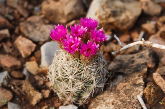 New Mexico summers are going silent as insect decline puts crops and ...