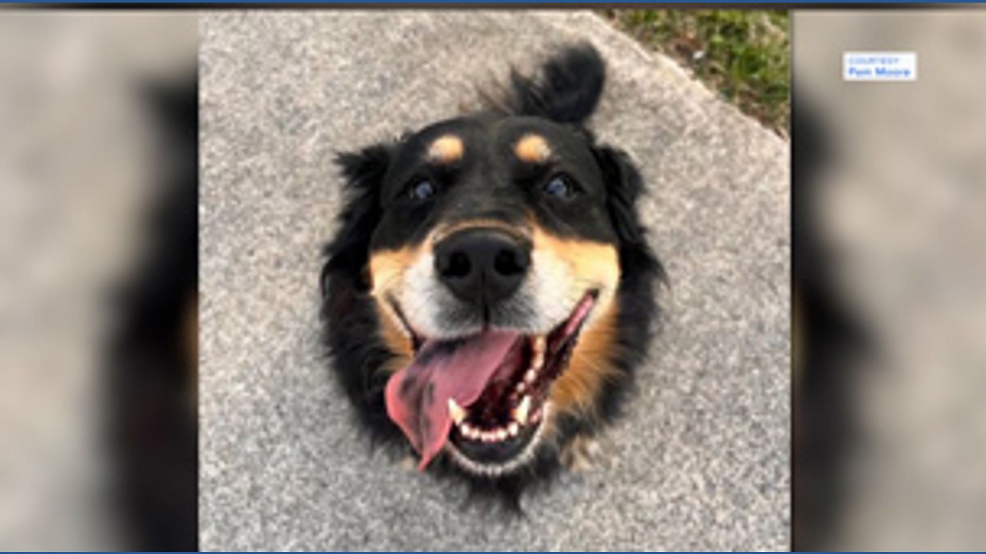 Family demanding answers after dog was shot, killed by someone with ...
