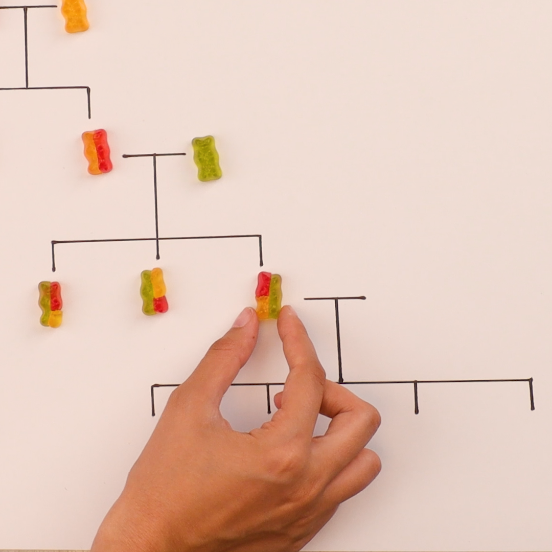 Genética explicada usando ursinhos de goma🧸