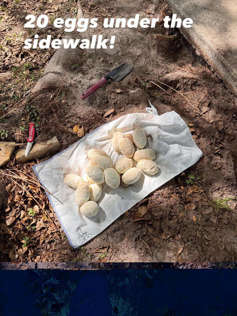 Caminaba por Cutler Bay y halló un temido reptil con 20 huevos bajo la ...