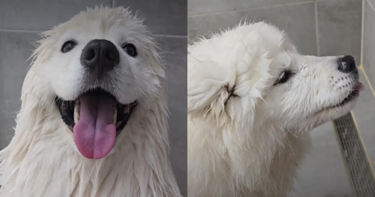 Dog has perfect trick for making bath time more fun