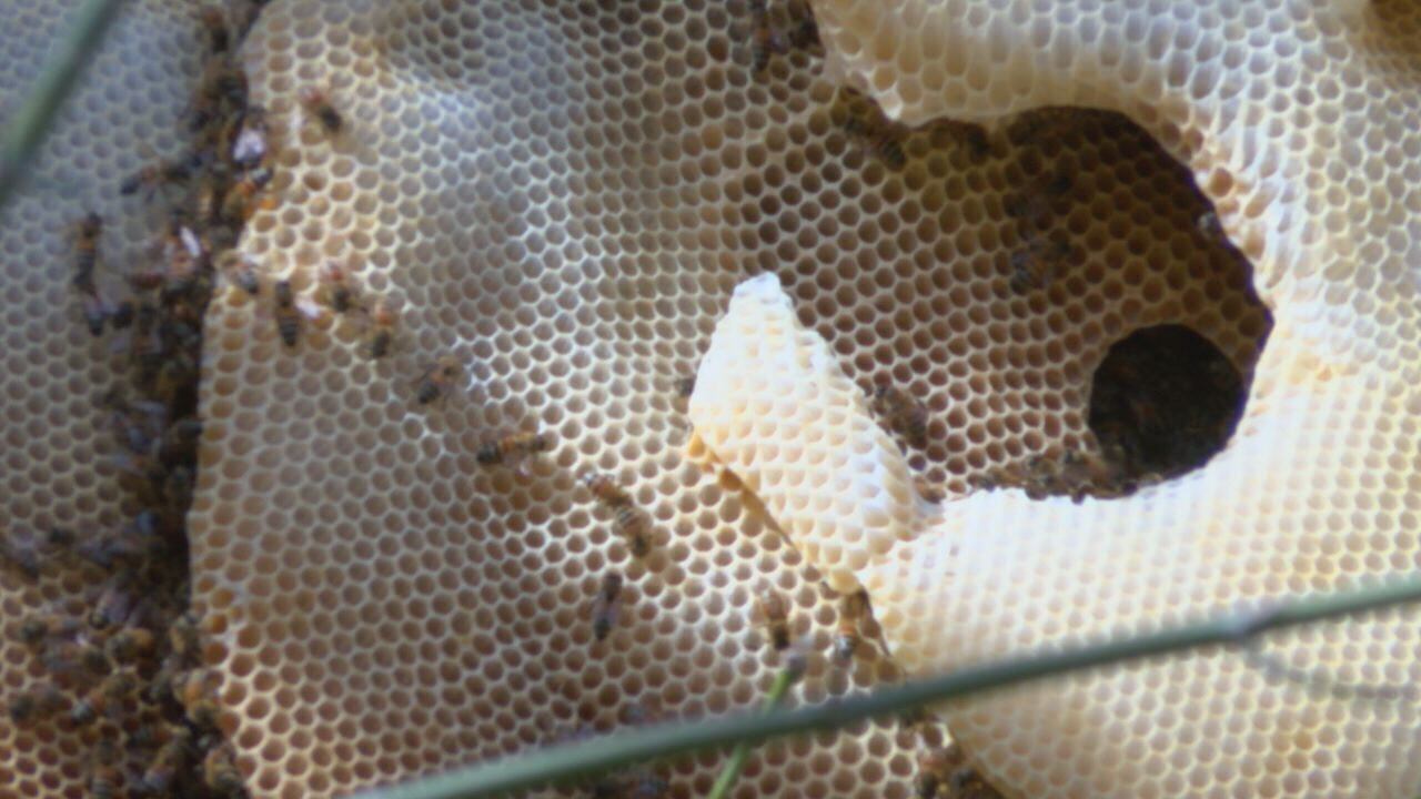 Crews respond to bee attack in Pima County