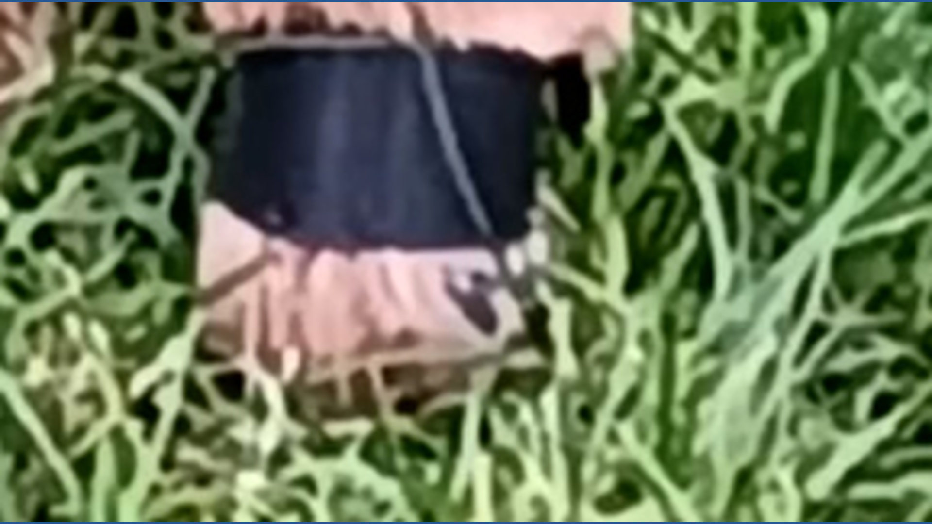 Oak Harbor neighbors rally to aid deer with plastic pipe stuck to leg