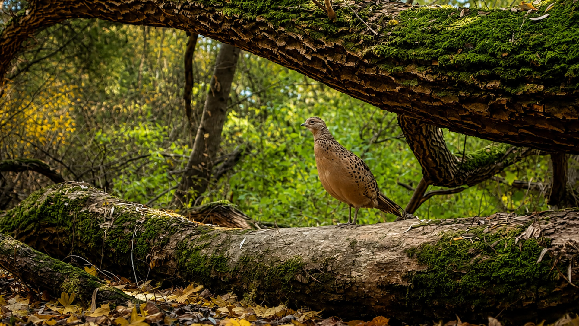 A tiny forest bird stepped into frame when no one was around