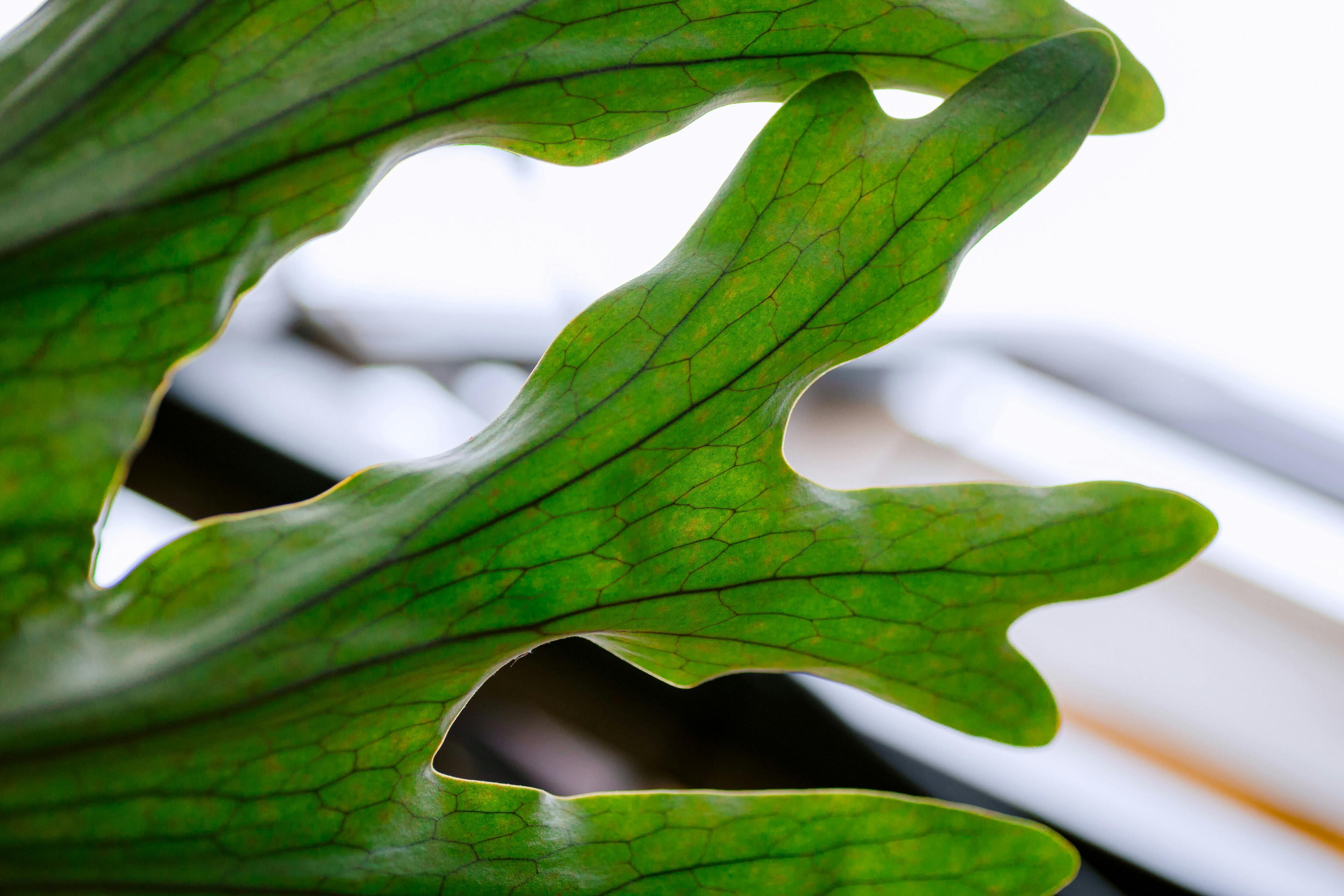 ¿Cuál es la planta que parece un cuerno de un alce y dónde se consigue?