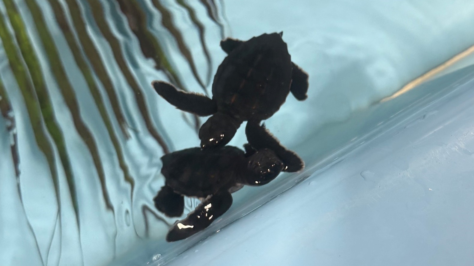 Rare sea turtle hybrid hatches at Queensland's largest mainland turtle ...