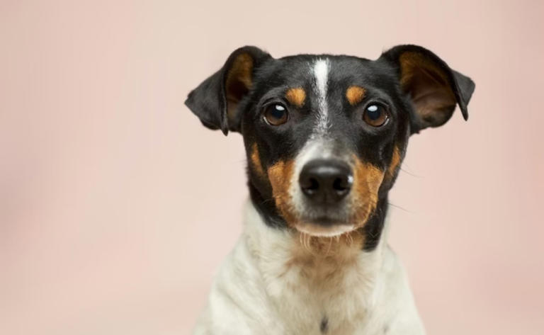 50 original dog names that veterinarians love to hear