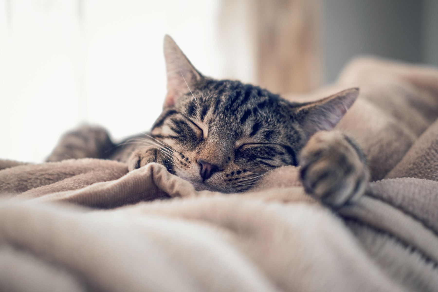 Coffee break: 20 adorable cats to melt your heart