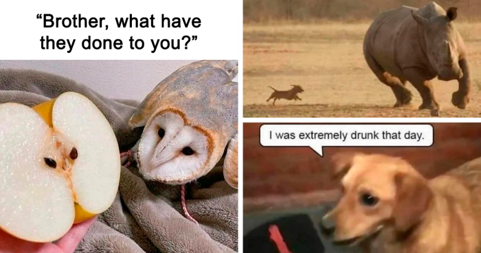 43 times animals were the perfect meme format