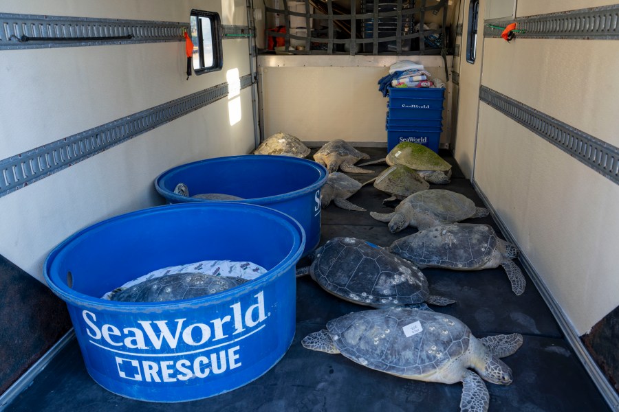 SeaWorld rescues 43K animals, hitting major milestone