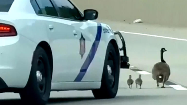 Arkansas Trooper Sent To Save A Goose Family May ave Run Over Two, Now ...