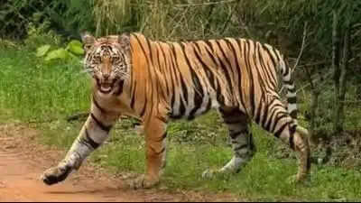 Rs 260Cr action plan to prevent human-wildlife conflict