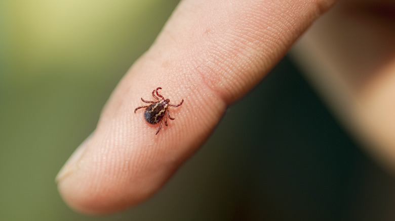 Tick safety 101: 12 tips to avoid bites on your next trip