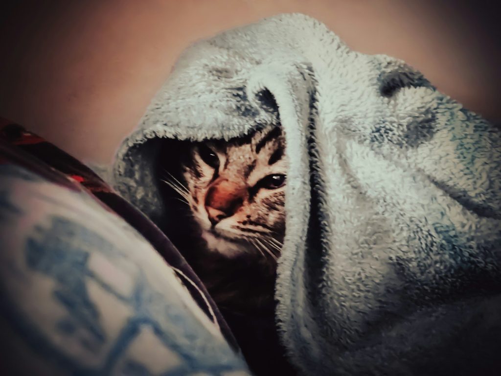 Why a wet stray cat refused to close his mouth