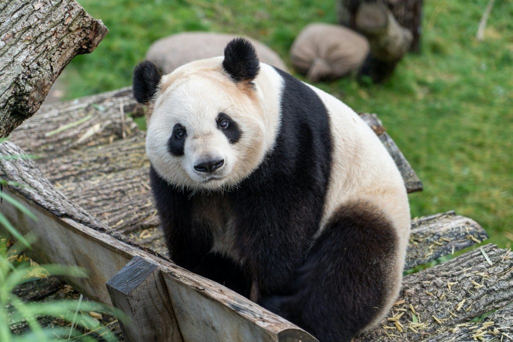 Animals people mistakenly think are endangered