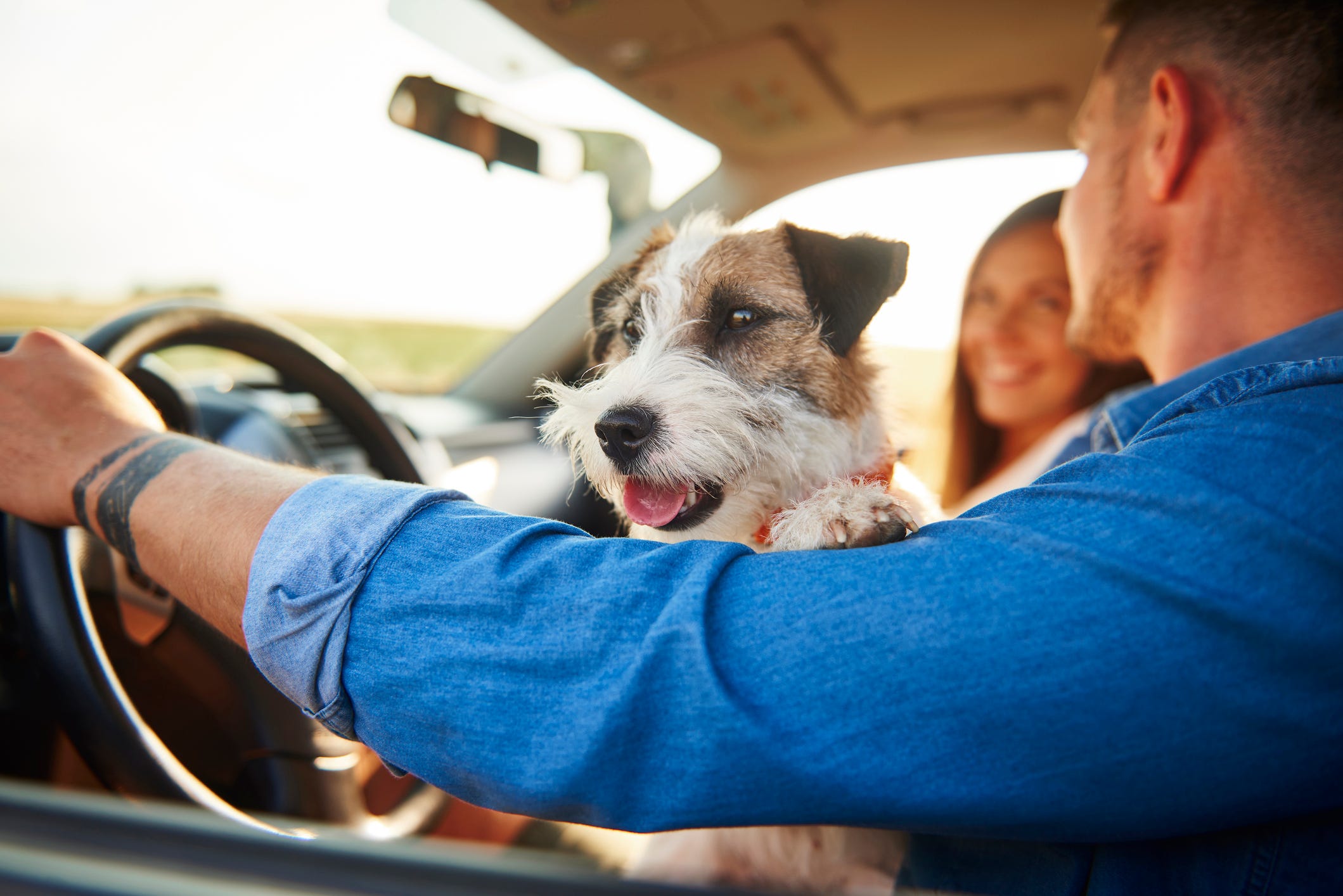 Is it legal to drive with your pet in your lap? What Missouri law says