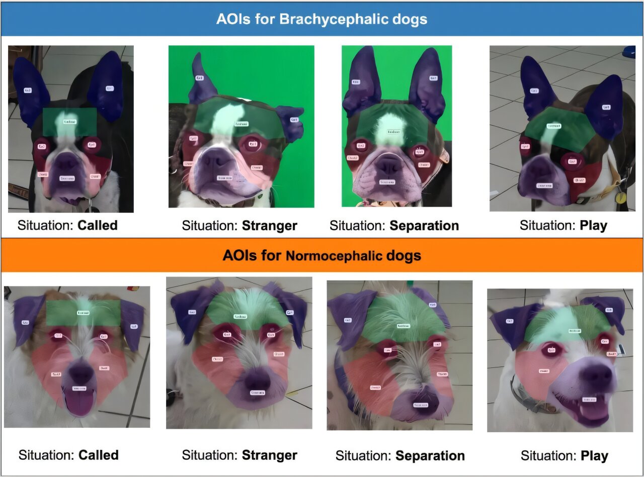 Reading brachycephalic dogs' facial expressions requires extra ...
