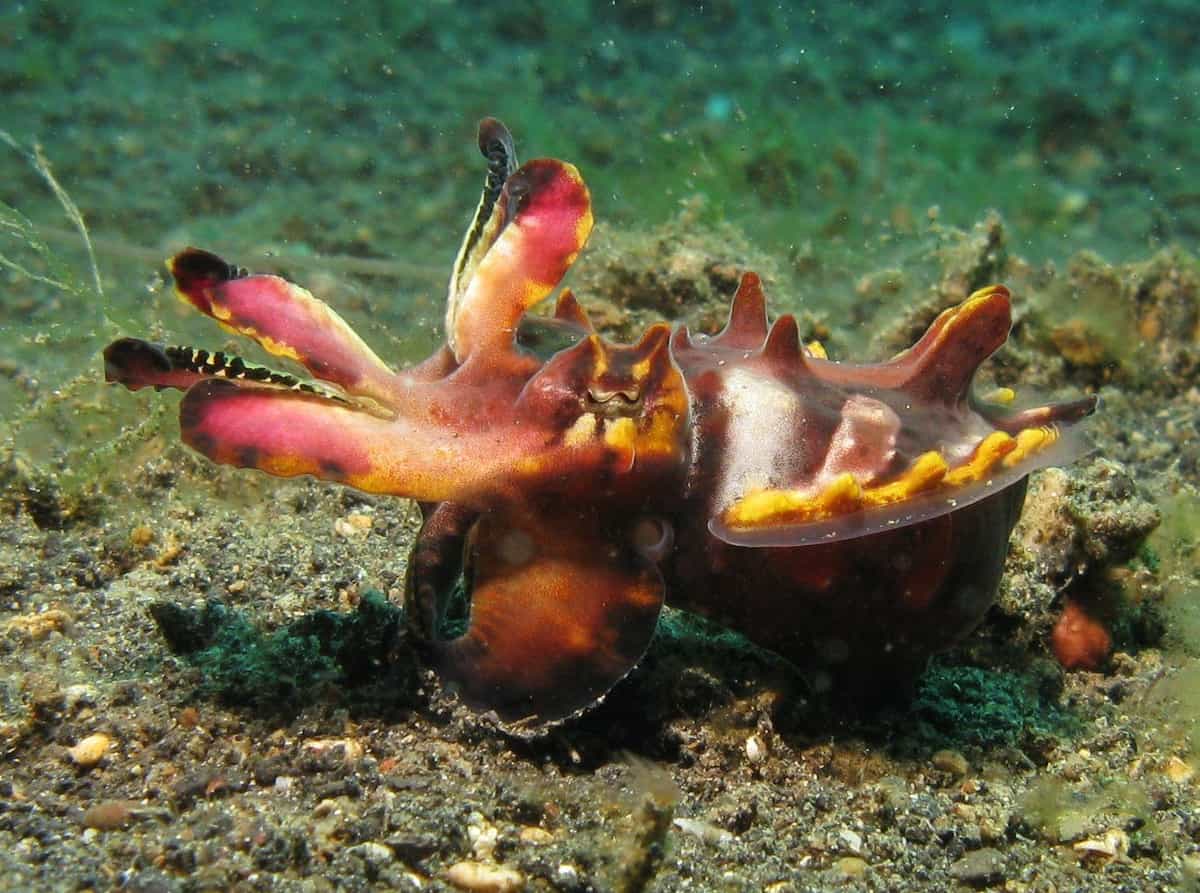 The most poisonous sea creatures