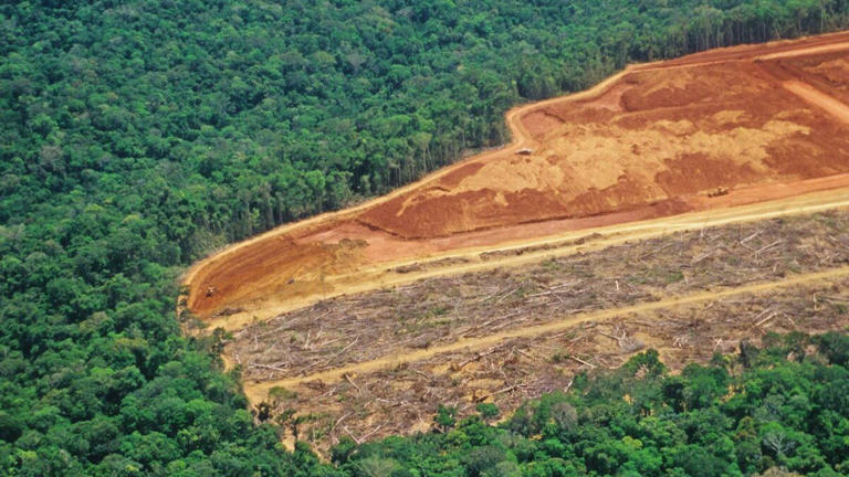 Drug cartels deforesting swathes of the Amazon