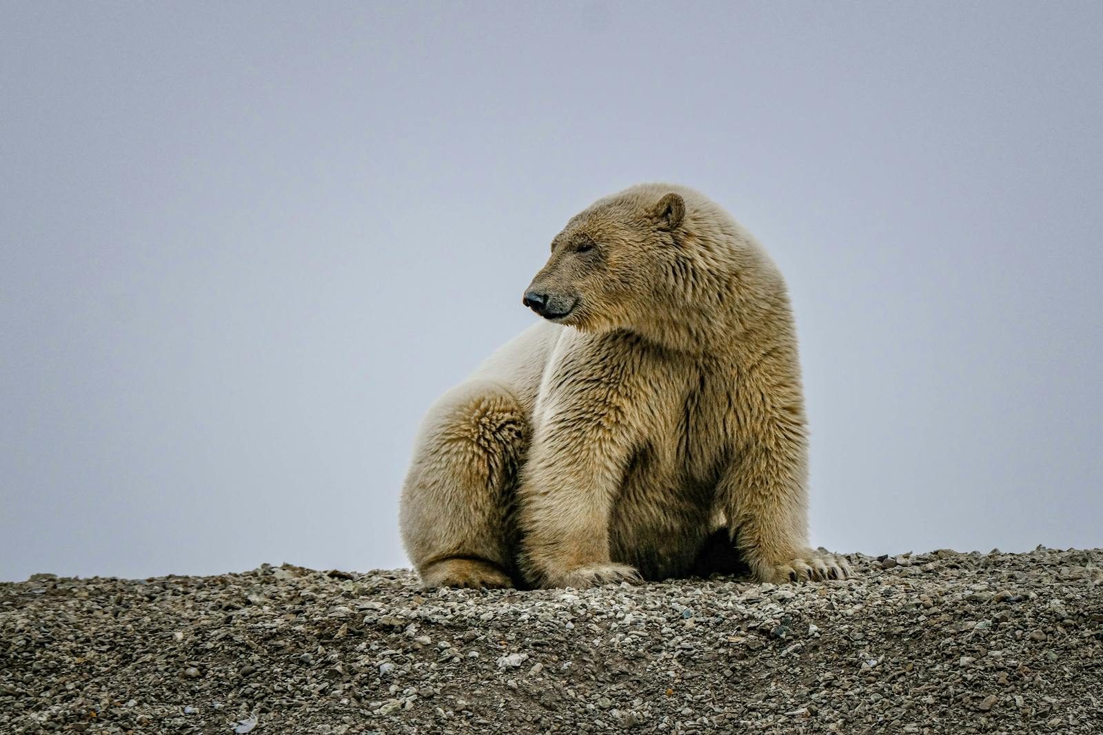 Animals people mistakenly think are endangered